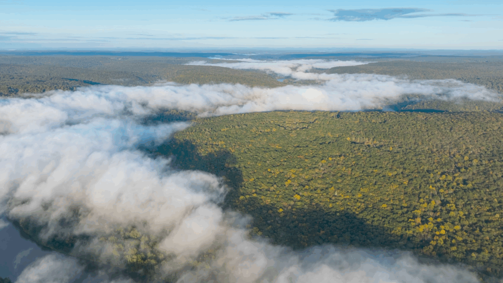 Why We Need Forests: Their Vital Role in Climate Dynamics, Rain, and ...